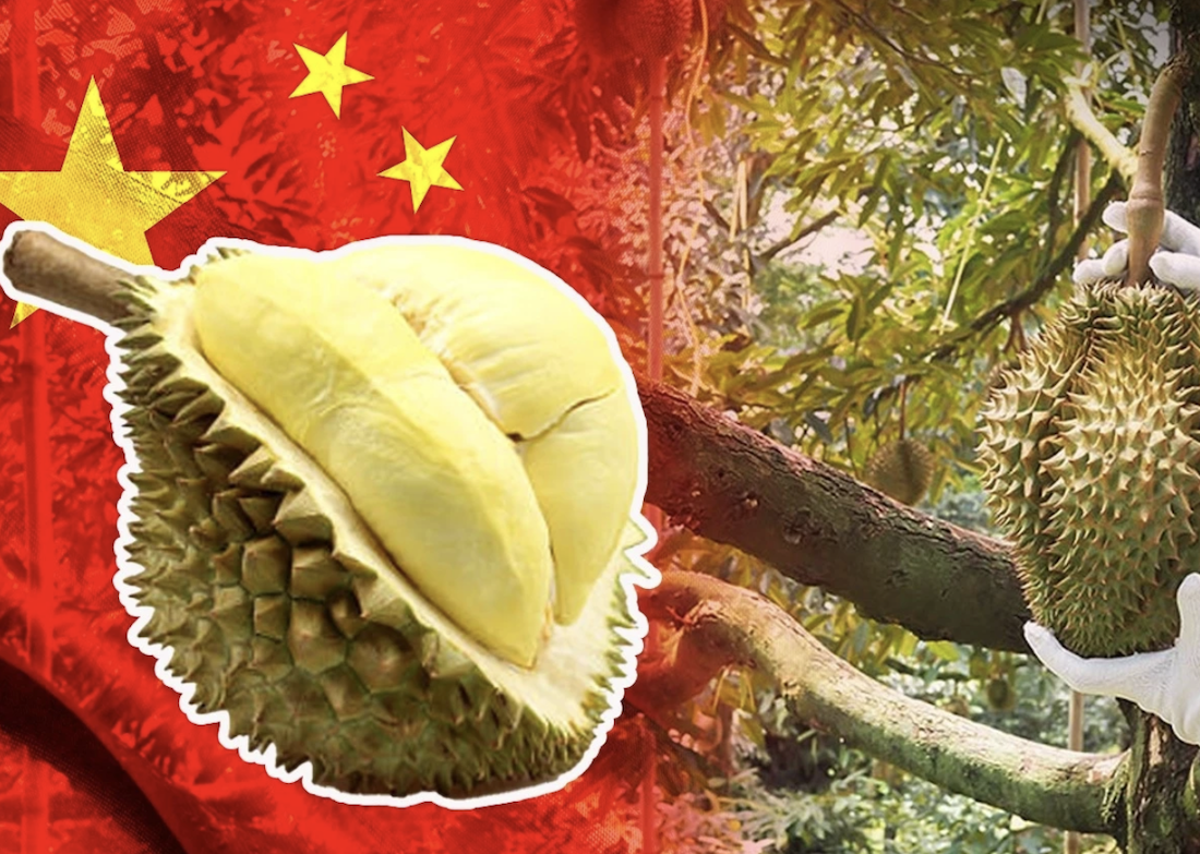 Durian price in China drops continuously as Thailand, Vietnam and ...